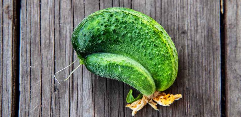 Pumpkin Leaves Turning Yellow - Reasons And Remedies