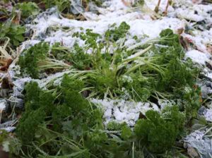 Parsley Cold Tolerance: Will My Plants Cope With Winter Temperatures ...