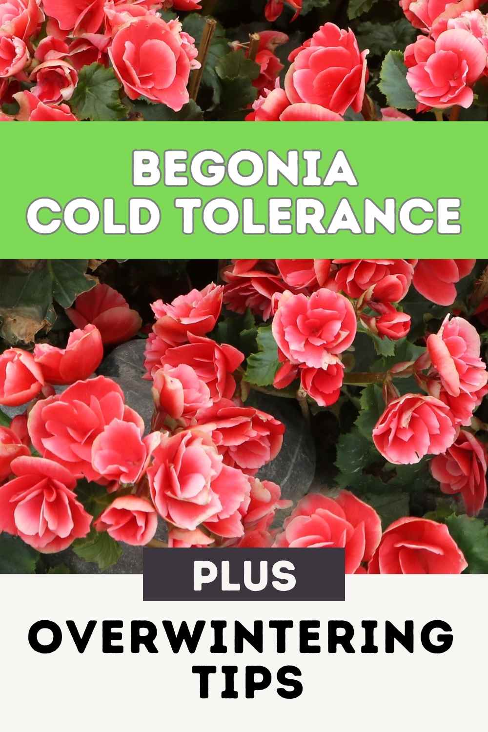 Begonia Cold Tolerance - A Gardener's Guide