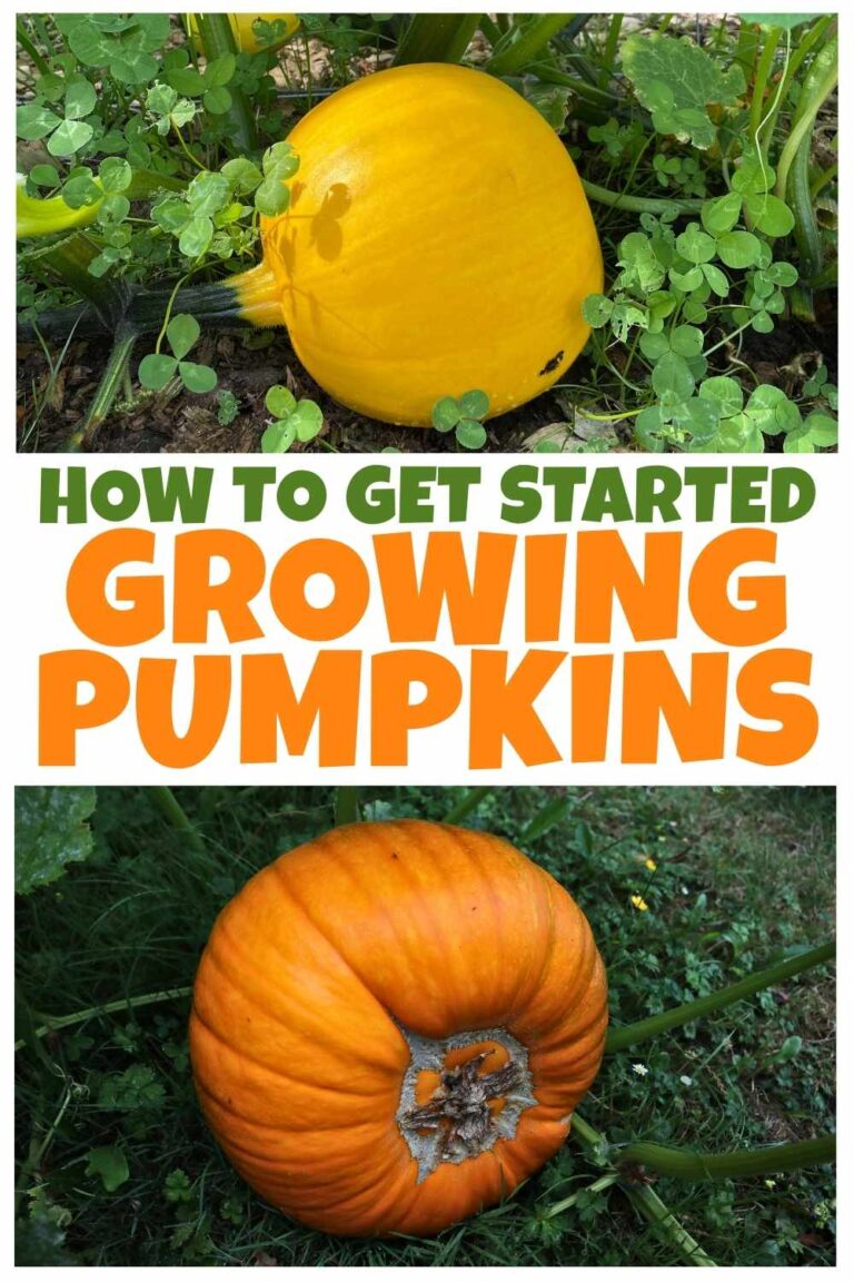 How To Get Started With Pumpkins - Everything You Need To Know