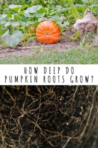 How Deep Do Pumpkin Roots Grow?