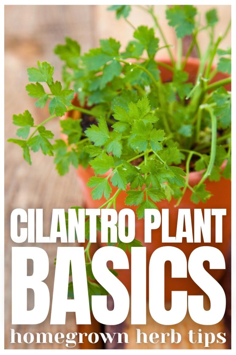How To Get Started With Cilantro For Leaves And Seeds