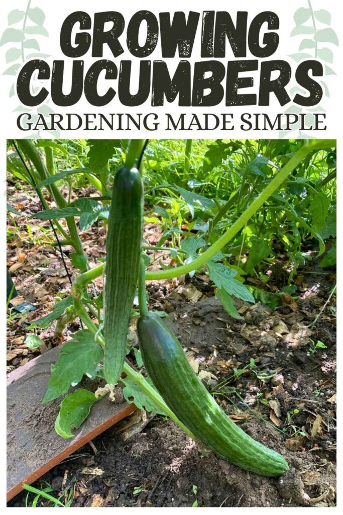 How To Get Started With Cucumbers - A Beginner's Guide