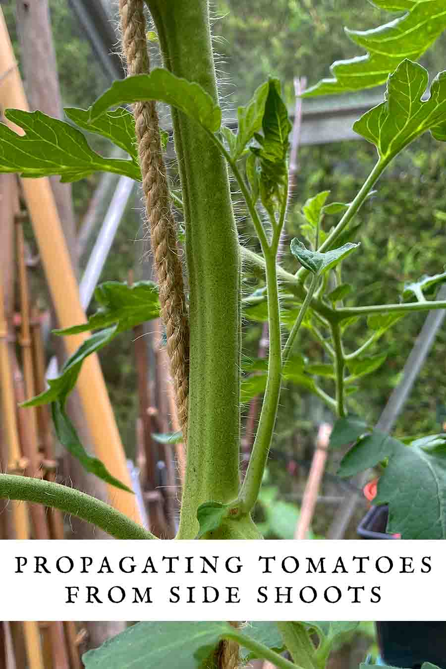 Propagating Tomatoes From Side Shoots - Why And How To Do It
