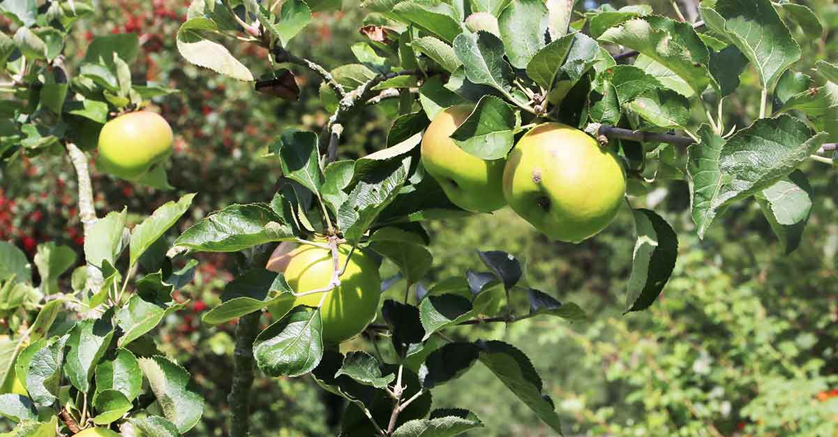 Fruit Trees - Why Every Yard Should Have One (And How To Choose Yours)