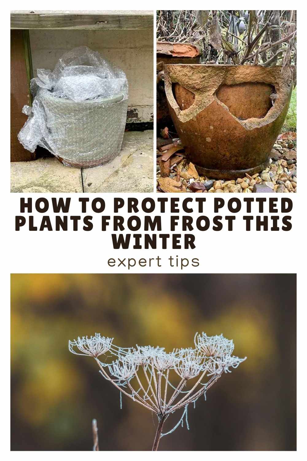 How To Protect Container Plants From Frost In Winter