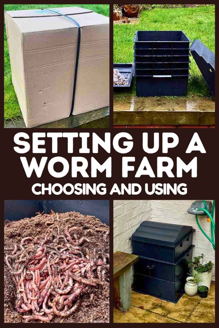 My Experience Of Setting Up A Worm Farm