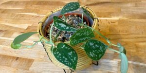 How To Rescue Wilting Pothos