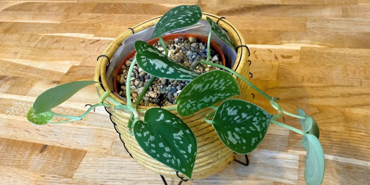How To Rescue Wilting Pothos