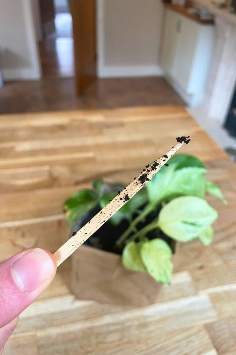 How To Rescue Wilting Pothos