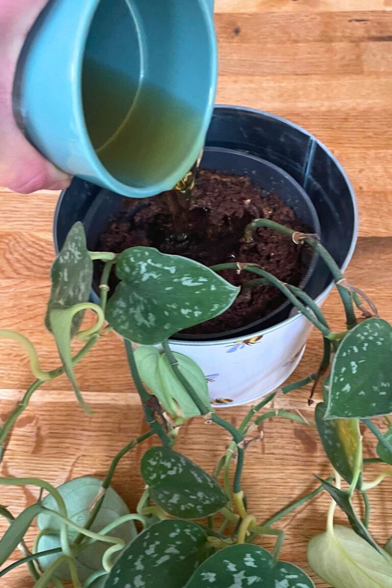 How To Rescue Wilting Pothos