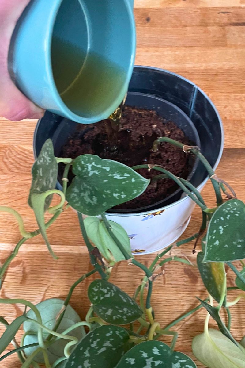 How To Rescue Wilting Pothos