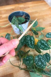 How To Rescue Wilting Pothos