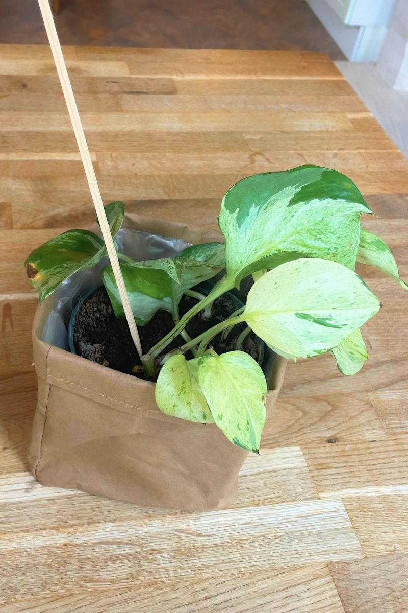 How To Rescue Wilting Pothos