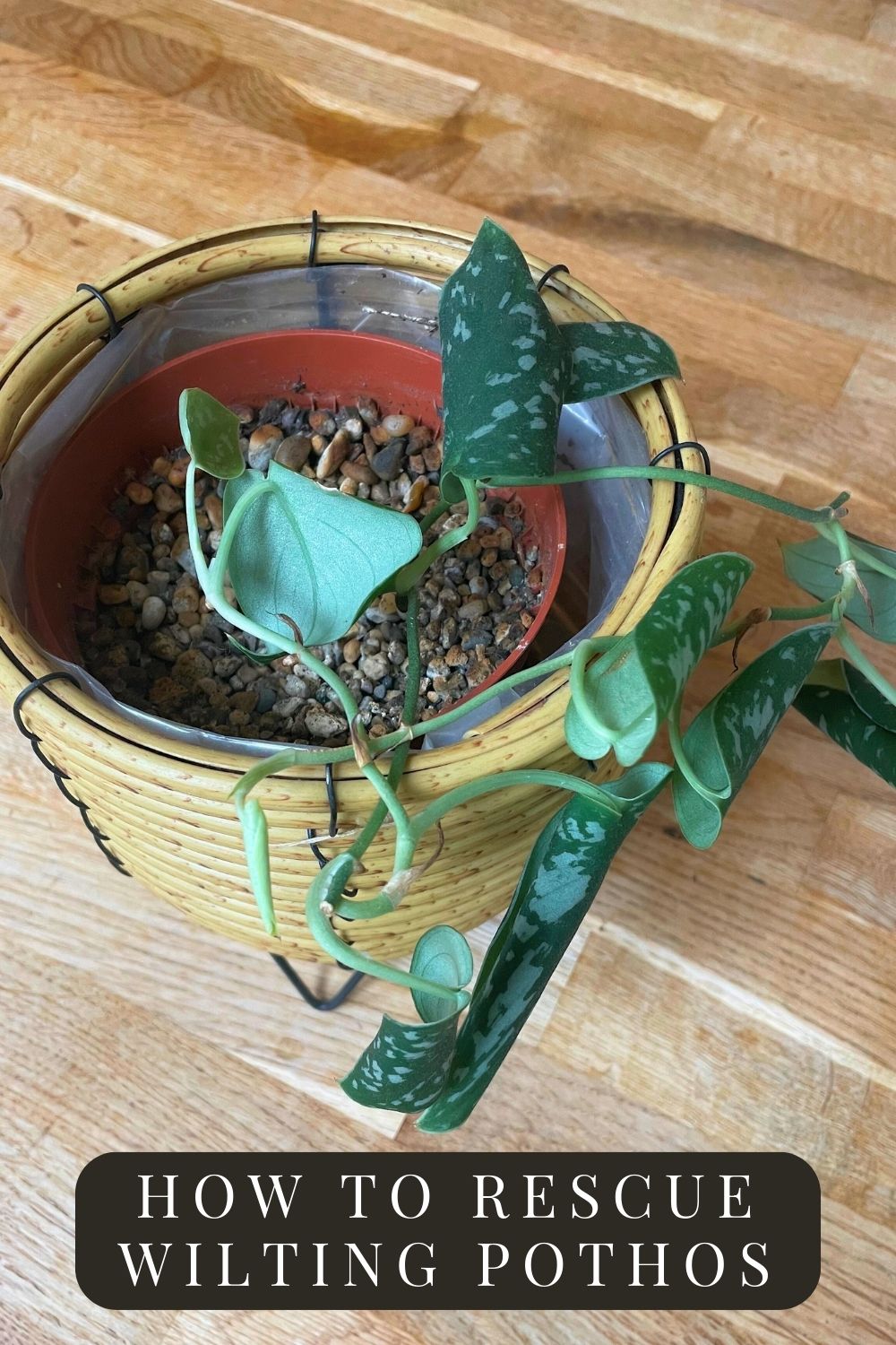 How To Rescue Wilting Pothos