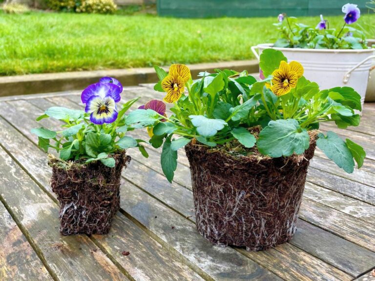 Growing Plants From Plugs
