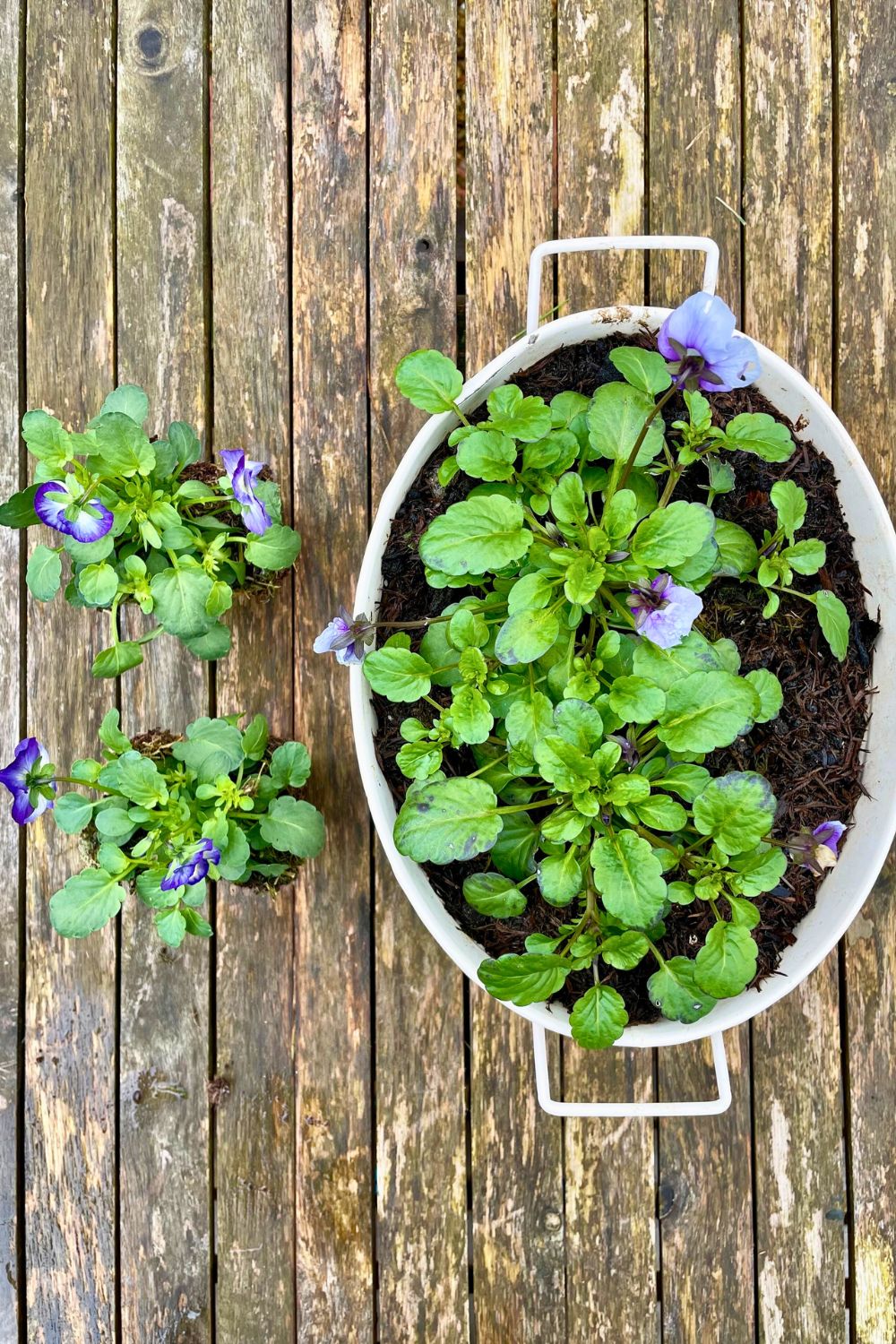 Growing Plants From Plugs