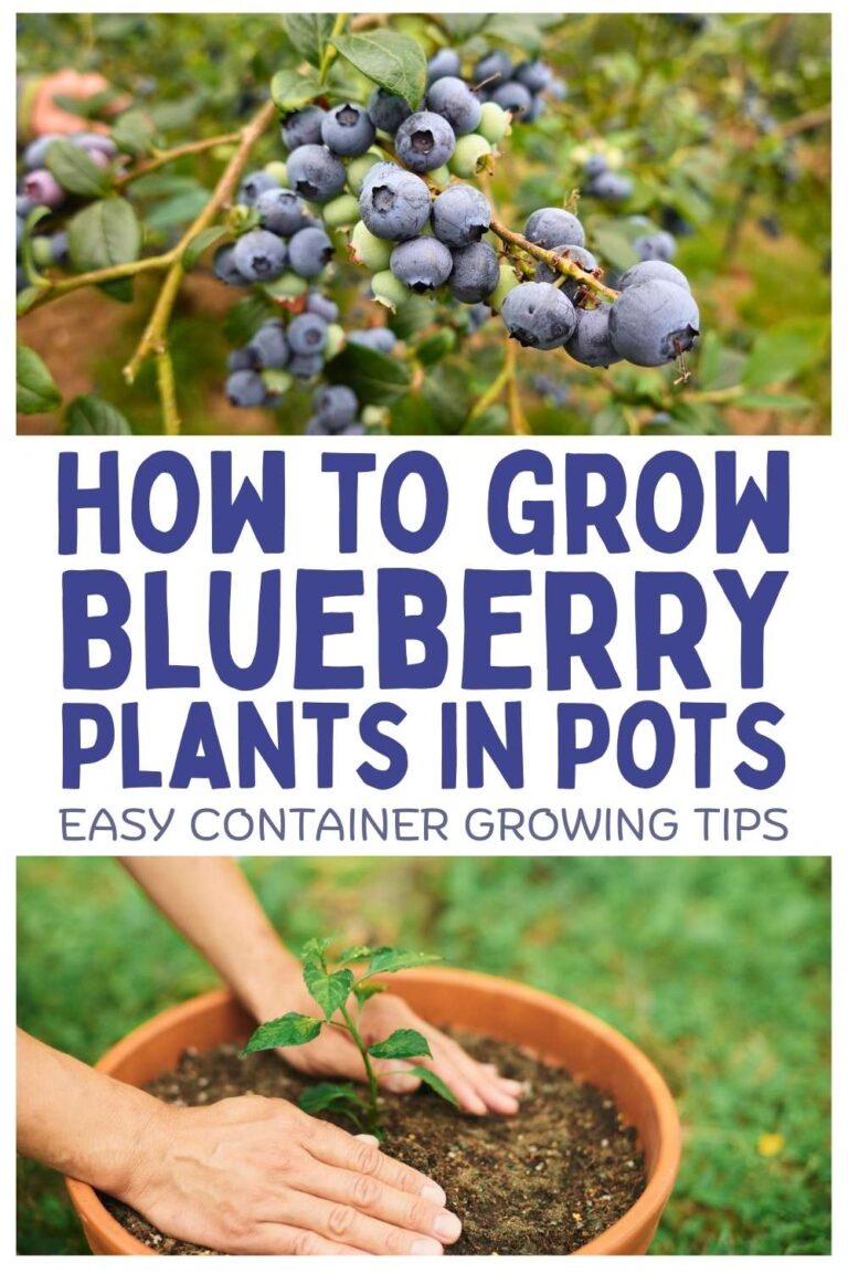 Planting Blueberry Bushes In Pots - Growing Tips And Types To Try